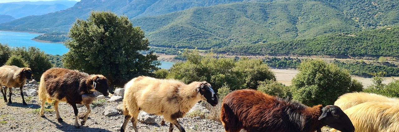 "Meet the European Lamb' στην Ήπειρο - Athinorama.gr